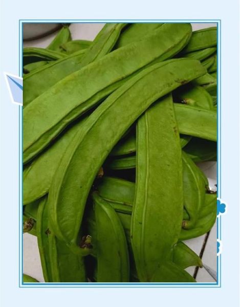 刀豆有毒吗_刀豆中毒症状有哪些-第1张图片-山城妙识