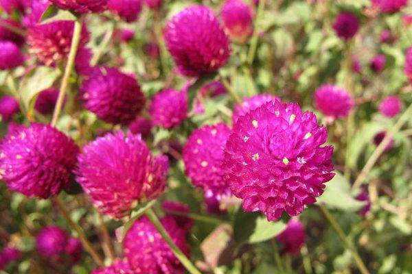 千日红图片大全大图_千日红高清壁纸怎么找-第2张图片-山城妙识