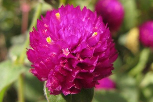 千日红图片大全大图_千日红高清壁纸怎么找-第3张图片-山城妙识