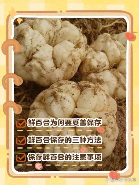 新鲜百合怎么保存_新鲜百合可以放冰箱吗-第1张图片-山城妙识