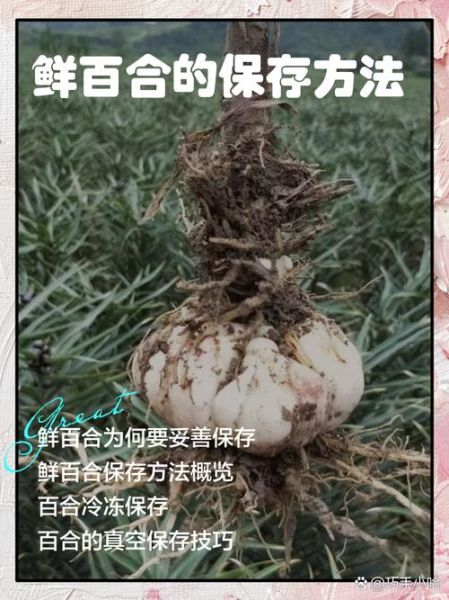 新鲜百合怎么保存_新鲜百合可以放冰箱吗-第3张图片-山城妙识