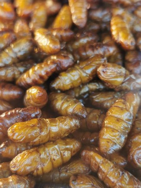 壮阳虫子有哪些_怎么吃才有效-第1张图片-山城妙识