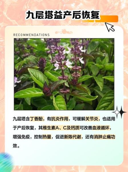 千层塔的功效与作用_千层塔怎么吃效果最好-第1张图片-山城妙识 千层塔的功效与作用_千层塔怎么吃效果最好-第1张图片-山城妙识