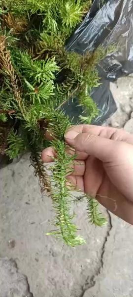 千层塔的功效与作用_千层塔怎么吃效果最好-第3张图片-山城妙识 千层塔的功效与作用_千层塔怎么吃效果最好-第3张图片-山城妙识