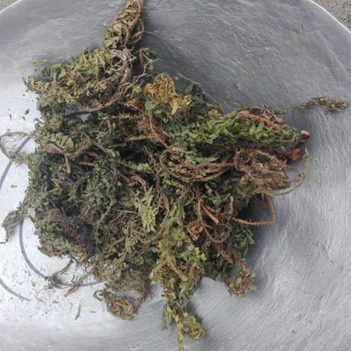 千层塔的功效与作用_千层塔怎么吃效果最好-第2张图片-山城妙识 千层塔的功效与作用_千层塔怎么吃效果最好-第2张图片-山城妙识