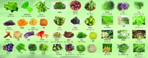 蔬菜配送公司起名字大全集_如何取名才吸睛-第3张图片-山城妙识 蔬菜配送公司起名字大全集_如何取名才吸睛-第3张图片-山城妙识