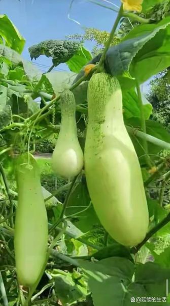 葫芦瓜图片大全大图_葫芦瓜长什么样-第3张图片-山城妙识