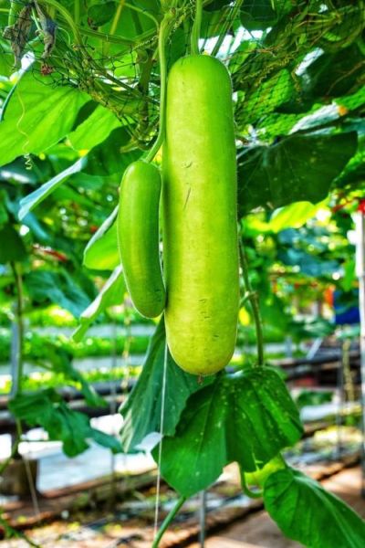 葫芦瓜图片大全大图_葫芦瓜长什么样-第1张图片-山城妙识