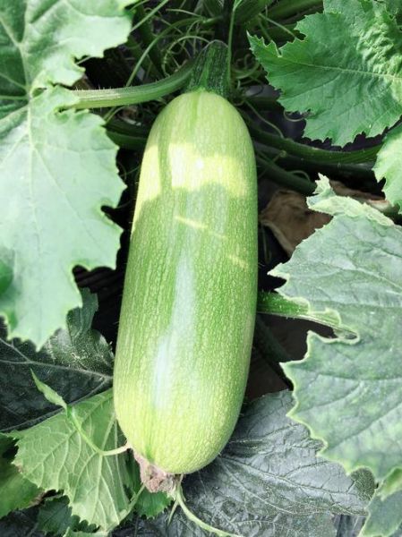 葫芦瓜图片大全大图_葫芦瓜长什么样-第2张图片-山城妙识