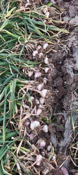 大蒜图片大全大图_实物图片怎么拍才清晰-第3张图片-山城妙识