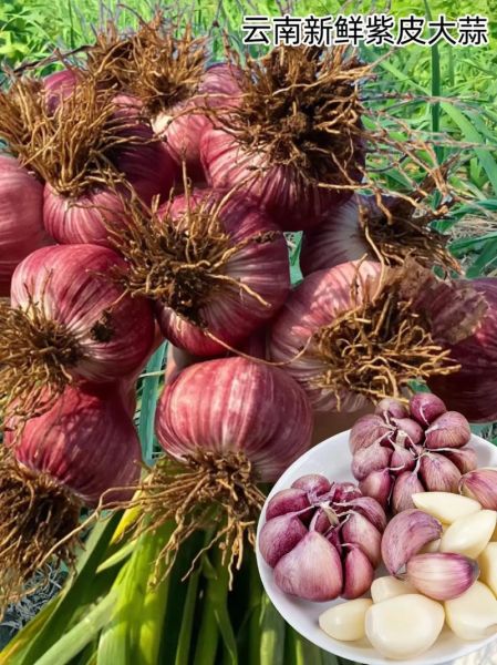 大蒜图片大全大图_实物图片怎么拍才清晰-第2张图片-山城妙识