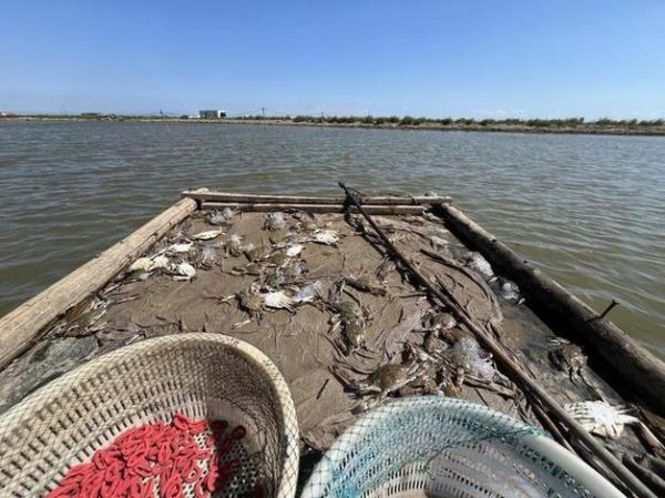 梭子蟹养殖基地选址_梭子蟹养殖技术-第1张图片-山城妙识