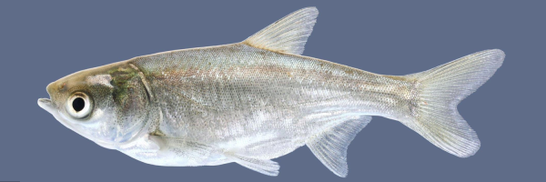 鲢怎么读_鲢鱼拼音是什么-第3张图片-山城妙识