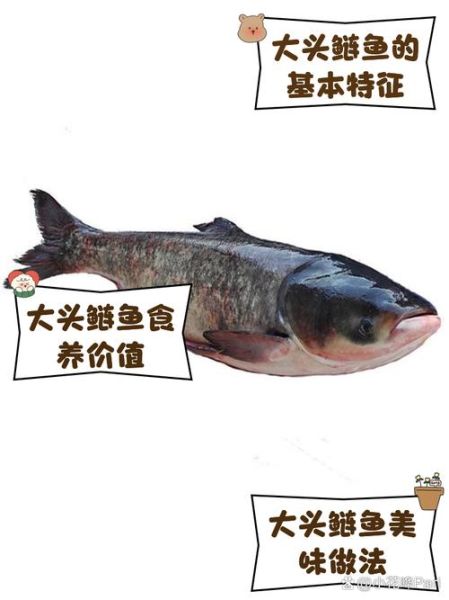 鲢怎么读_鲢鱼拼音是什么-第1张图片-山城妙识