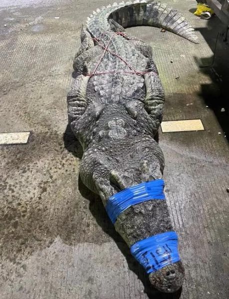 鳄鱼肉煲汤的做法大全_鳄鱼肉煲汤有什么功效-第1张图片-山城妙识