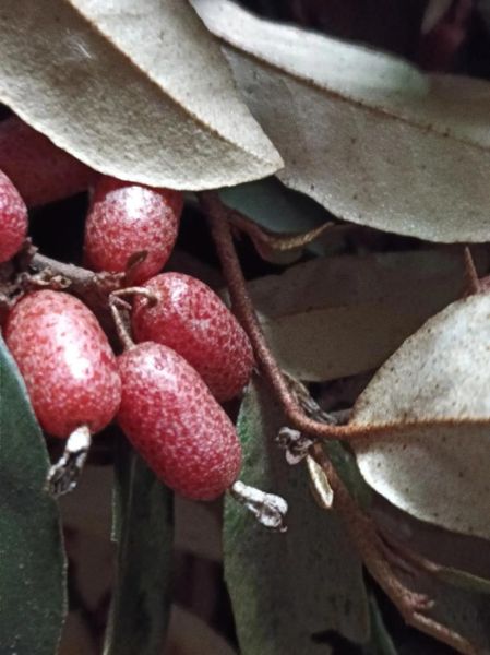 野生羊奶果长什么样_野生羊奶果可以吃吗-第2张图片-山城妙识