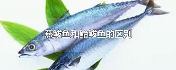 燕鲅和鲅鱼有区别么_燕鲅和鲅鱼哪个贵-第1张图片-山城妙识