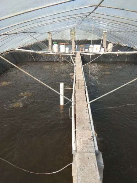 淡水虾养殖基地选址_淡水虾养殖基地如何建设-第1张图片-山城妙识