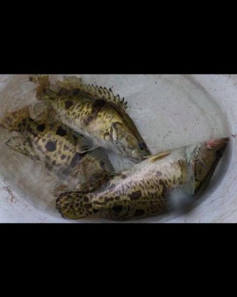 金桂鱼多少钱一斤_金桂鱼价格为什么波动-第3张图片-山城妙识