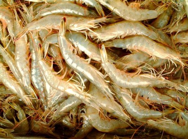 对虾图片高清_如何挑选高清对虾图片-第2张图片-山城妙识