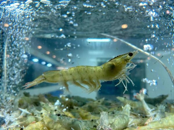 对虾图片高清_如何挑选高清对虾图片-第3张图片-山城妙识