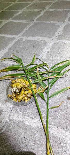 生姜发芽了还能不能吃_生姜发芽有毒吗-第3张图片-山城妙识