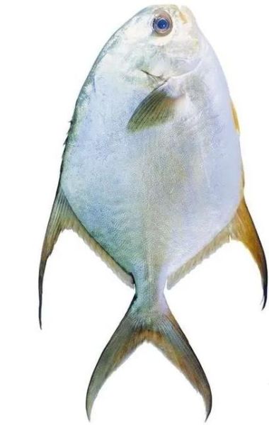 海鲳鱼种类有哪些_海鲳鱼种类区别-第3张图片-山城妙识