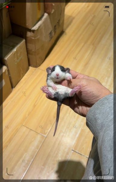 花枝鼠能活多久_花枝鼠怎么养才亲人-第1张图片-山城妙识 花枝鼠能活多久_花枝鼠怎么养才亲人-第1张图片-山城妙识