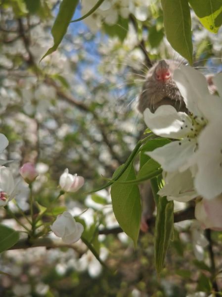 花枝鼠能活多久_花枝鼠怎么养才亲人-第2张图片-山城妙识 花枝鼠能活多久_花枝鼠怎么养才亲人-第2张图片-山城妙识