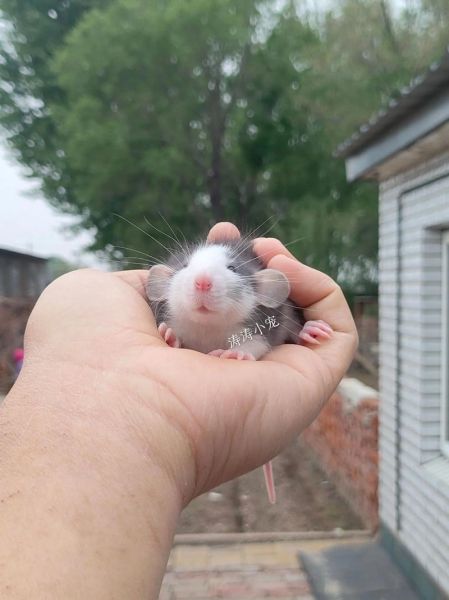 花枝鼠能活多久_花枝鼠怎么养才亲人-第3张图片-山城妙识 花枝鼠能活多久_花枝鼠怎么养才亲人-第3张图片-山城妙识