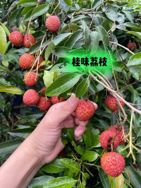 糯米糍和桂味哪个贵_价格差异原因-第3张图片-山城妙识