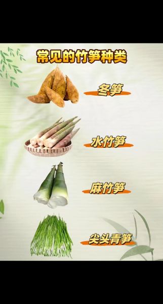 笋分为几种_笋的种类图片大全-第3张图片-山城妙识