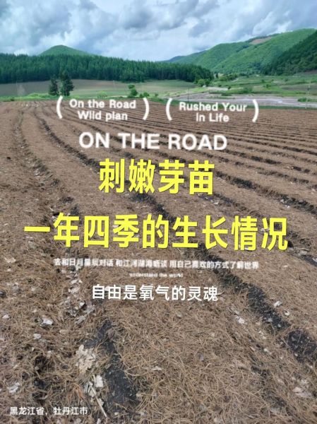 刺嫩芽种植技术_刺嫩芽适合什么土壤-第2张图片-山城妙识