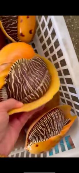 椰子螺的功效与作用_椰子螺怎么吃最补-第2张图片-山城妙识 椰子螺的功效与作用_椰子螺怎么吃最补-第2张图片-山城妙识