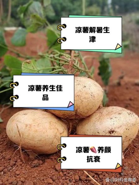地瓜的功效与作用_地瓜怎么吃最健康-第2张图片-山城妙识