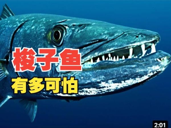 梭子鱼长什么样_梭子鱼有毒吗-第3张图片-山城妙识