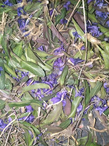 树荣苦菜正宗图片_如何辨别真假-第3张图片-山城妙识 树荣苦菜正宗图片_如何辨别真假-第3张图片-山城妙识