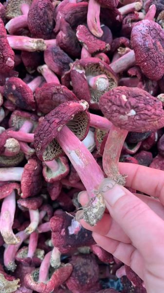 红菇人工栽培技术_红菇菌丝培养方法-第1张图片-山城妙识