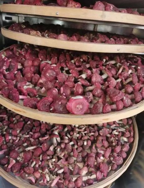 红菇人工栽培技术_红菇菌丝培养方法-第2张图片-山城妙识