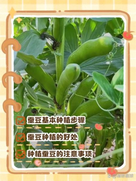 蚕豆植株长什么样_蚕豆图片怎么识别-第1张图片-山城妙识