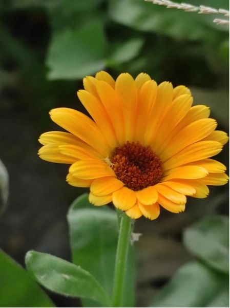 金盏菊图片大全_金盏菊长什么样-第1张图片-山城妙识 金盏菊图片大全_金盏菊长什么样-第1张图片-山城妙识