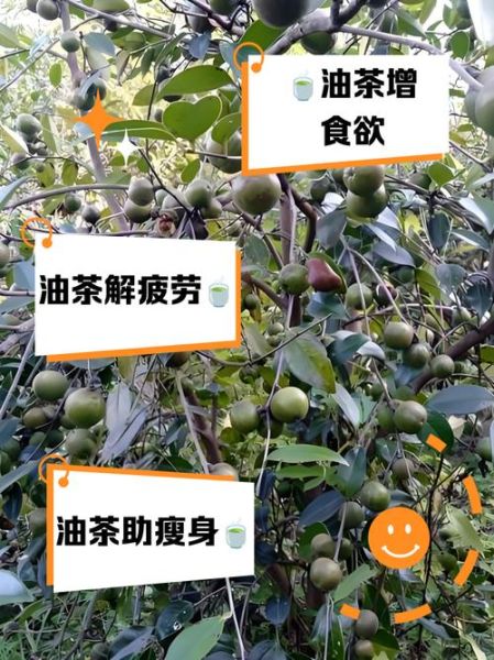油茶的功效与作用_油茶怎么喝最健康-第1张图片-山城妙识