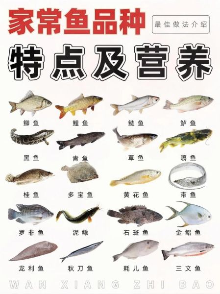 淡水鱼品种大全及图片_淡水鱼有哪些常见种类-第2张图片-山城妙识 淡水鱼品种大全及图片_淡水鱼有哪些常见种类-第2张图片-山城妙识