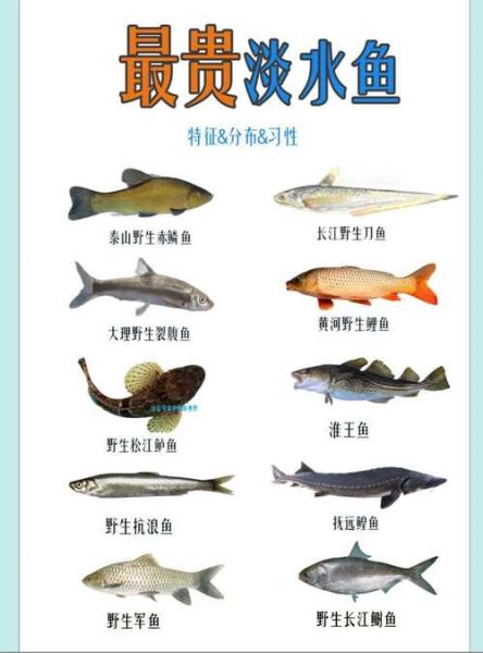 淡水鱼品种大全及图片_淡水鱼有哪些常见种类-第3张图片-山城妙识 淡水鱼品种大全及图片_淡水鱼有哪些常见种类-第3张图片-山城妙识