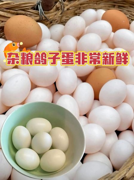 鸽子蛋多少钱一斤_哪里买鸽子蛋最便宜-第2张图片-山城妙识