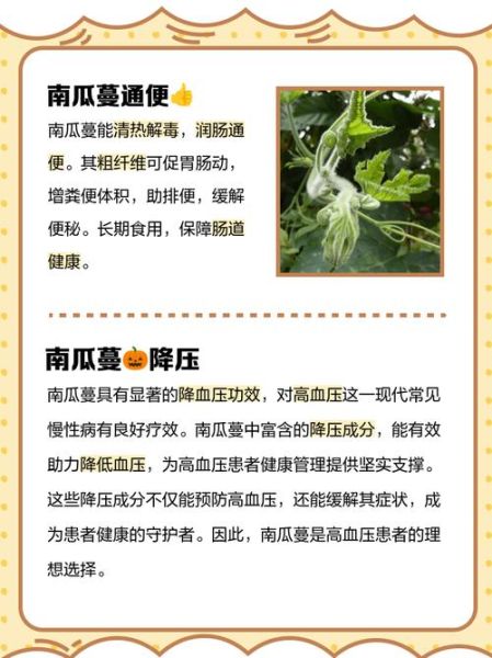 老南瓜藤的功效与作用_老南瓜藤能治什么病-第2张图片-山城妙识