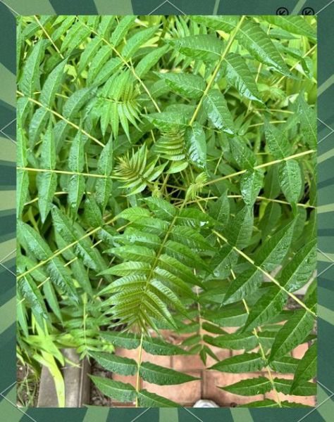 臭椿花能吃吗_臭椿花有什么功效-第3张图片-山城妙识