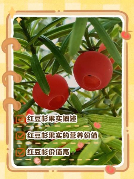 红豆杉果实有什么功效_红豆杉果实能吃吗-第1张图片-山城妙识 红豆杉果实有什么功效_红豆杉果实能吃吗-第1张图片-山城妙识
