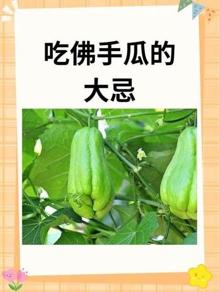 佛手瓜生吃有什么好处_佛手瓜可以生吃吗-第3张图片-山城妙识 佛手瓜生吃有什么好处_佛手瓜可以生吃吗-第3张图片-山城妙识