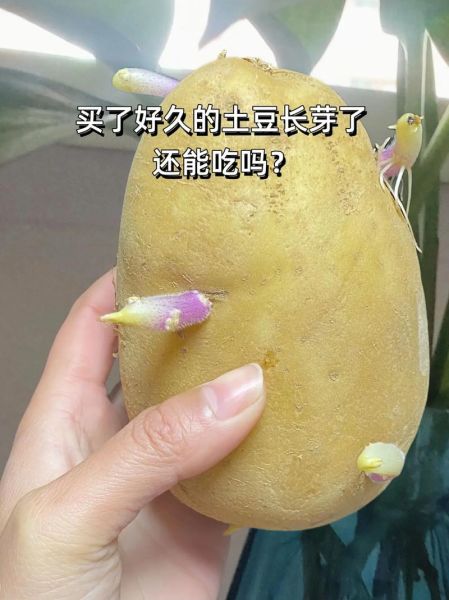 土豆发了一点芽还能吃吗_土豆发芽削掉后安全吗-第1张图片-山城妙识